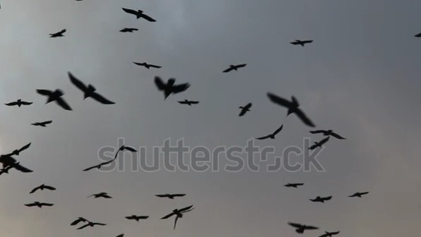 Crows Only Object Detection Dataset And Pre Trained Model By Abc