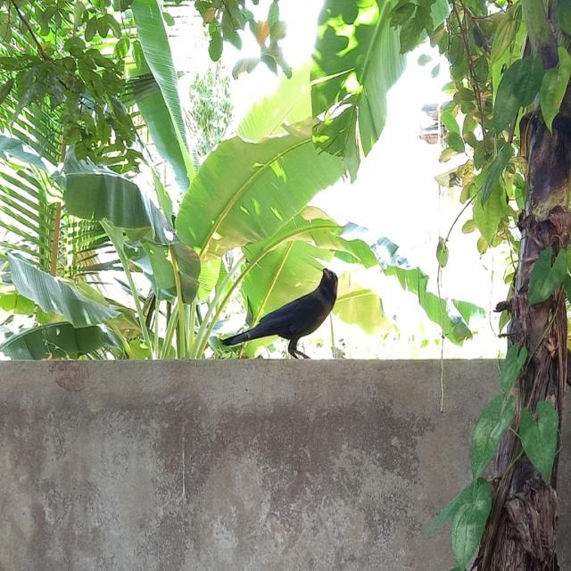 Crow Detection Object Detection Dataset By Abc