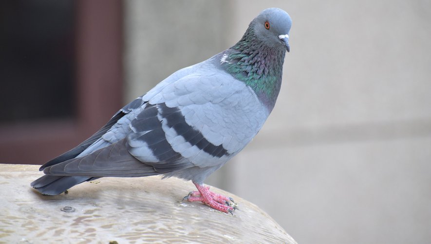 crow classification Classification Dataset by ABC