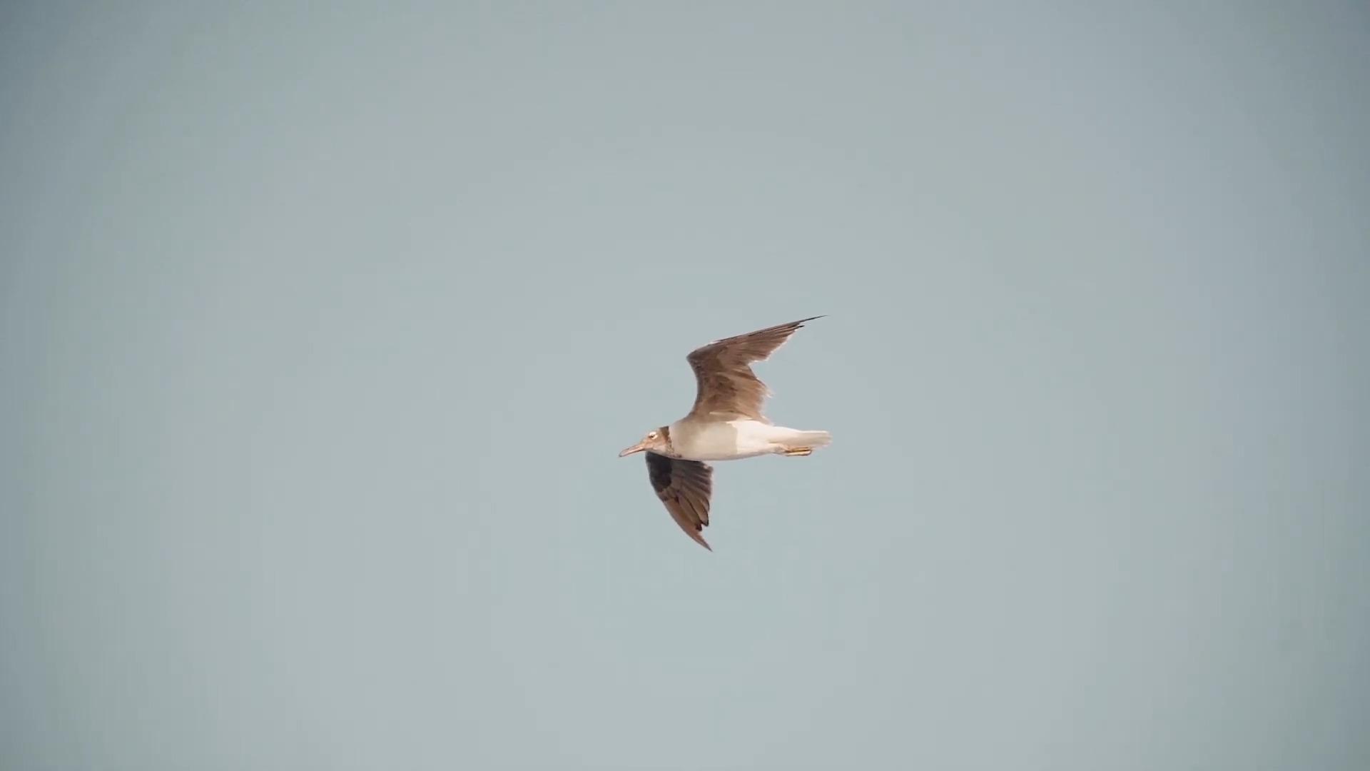 Drone and Bird Detection By Mushfiq Object Detection Dataset by donia