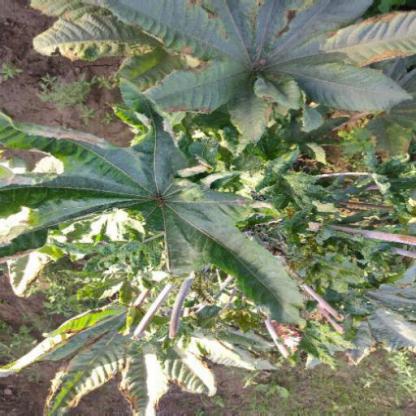 weed Object Detection Dataset and Pre-Trained Model by bb8