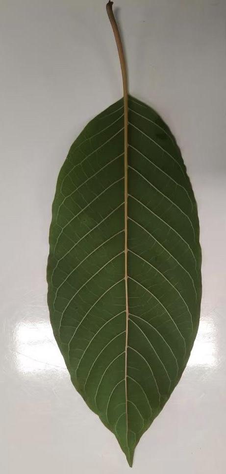 tine (tine-9tht7) - Roboflow Universe