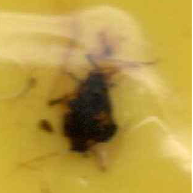 diaphorina_detect Object Detection Dataset by Francisco