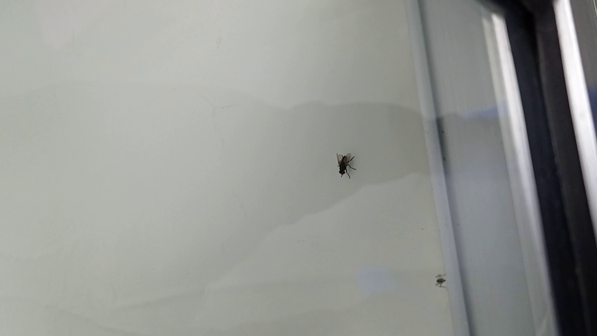 fly Object Detection Dataset by new-workspace-eb71n