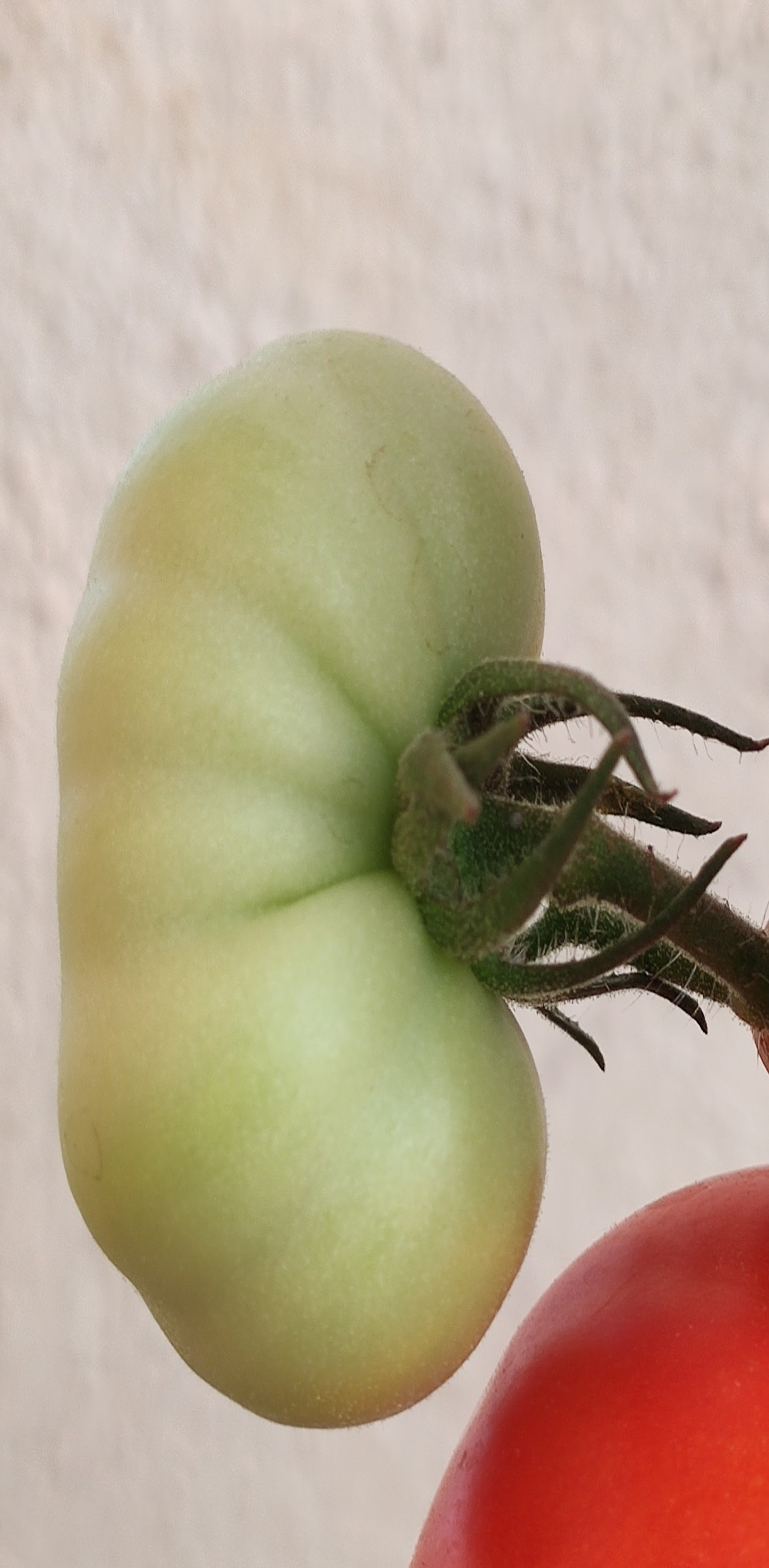 Tomatoes 2 Object Detection Dataset by MALEK