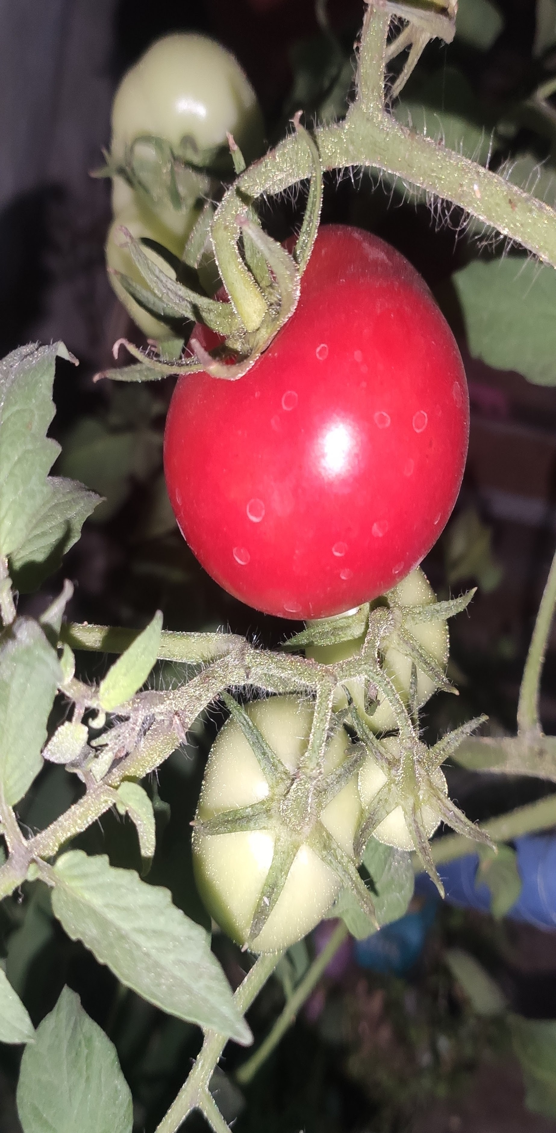 Red Tomatoes Object Detection Model by MALEK