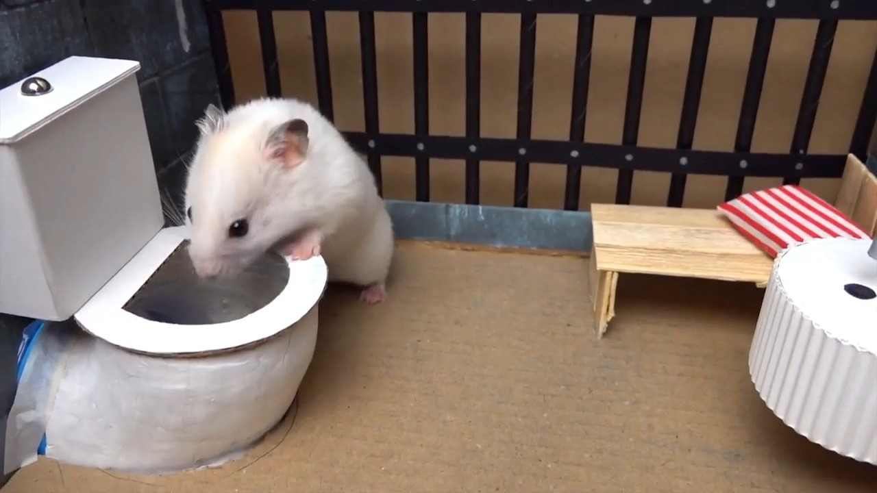 Hamster Detection Object Detection Model by Nathan