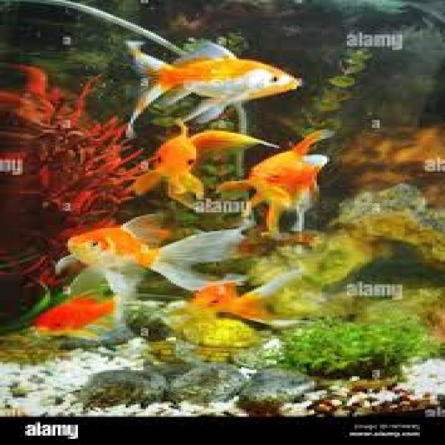 Goldfish detection Object Detection Dataset by Centre production automatise