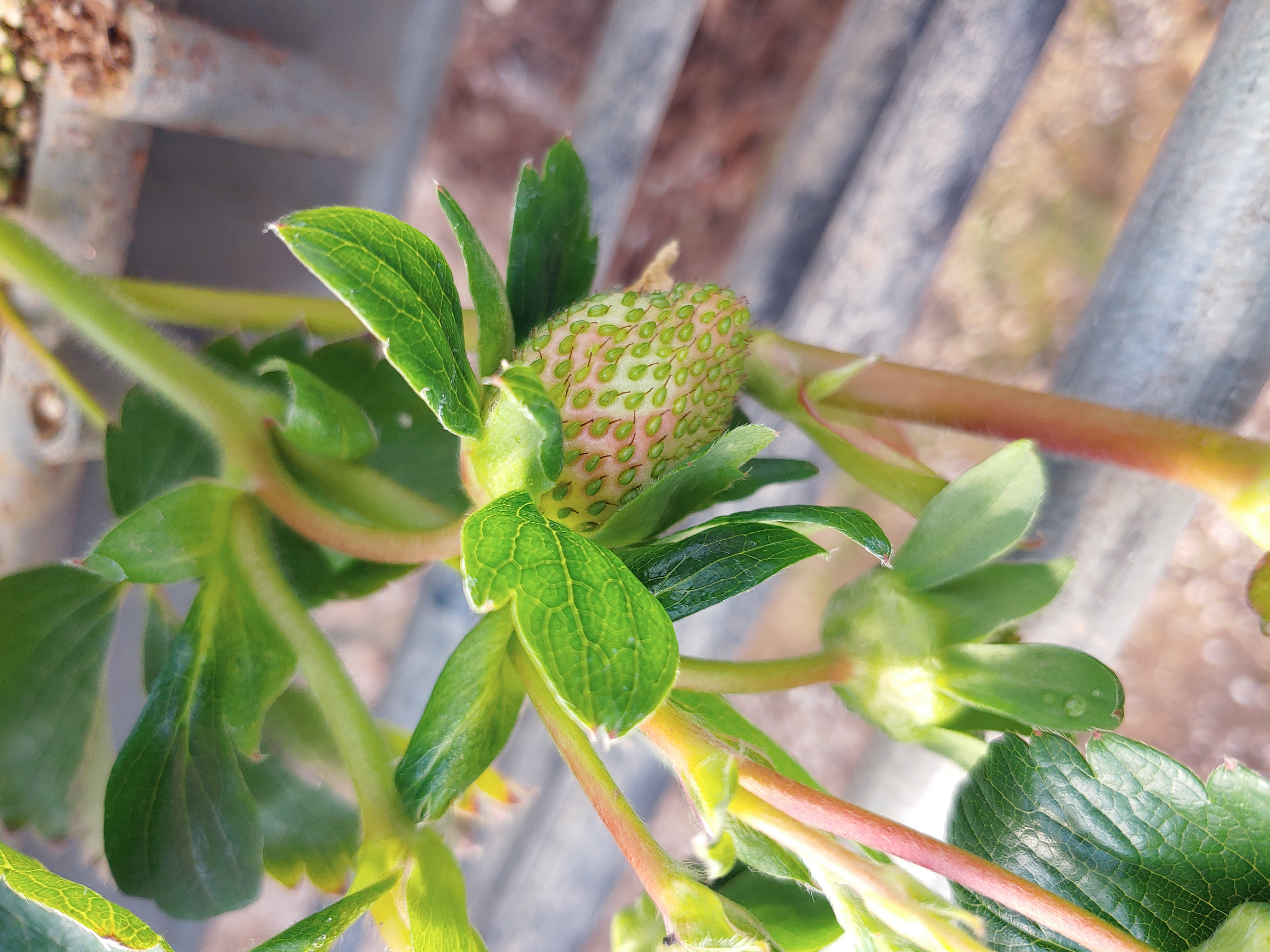 strawberry Object Detection Model by KEIMYUNG UNIVERSITY