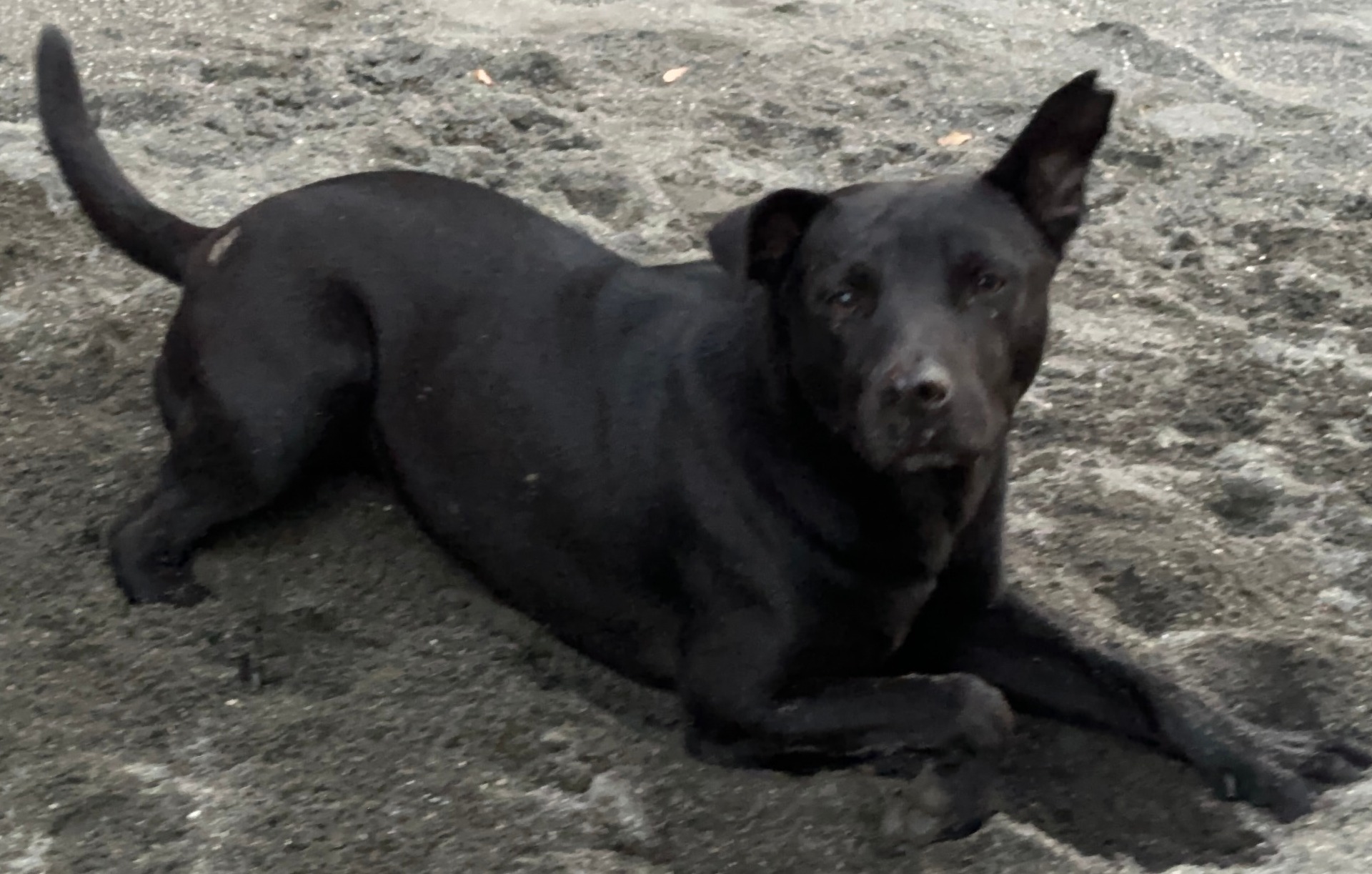 ear cut Object Detection Dataset by ear