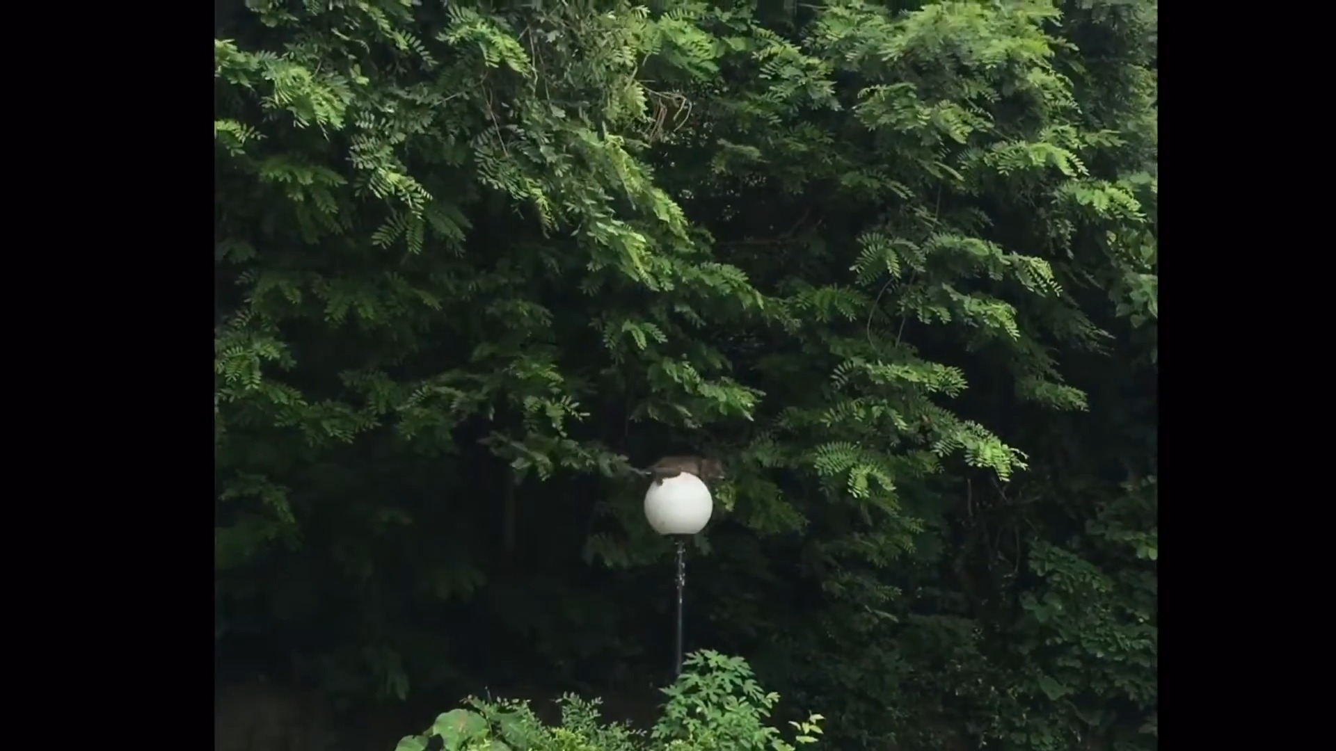 monkey Object Detection Dataset by 25 animal