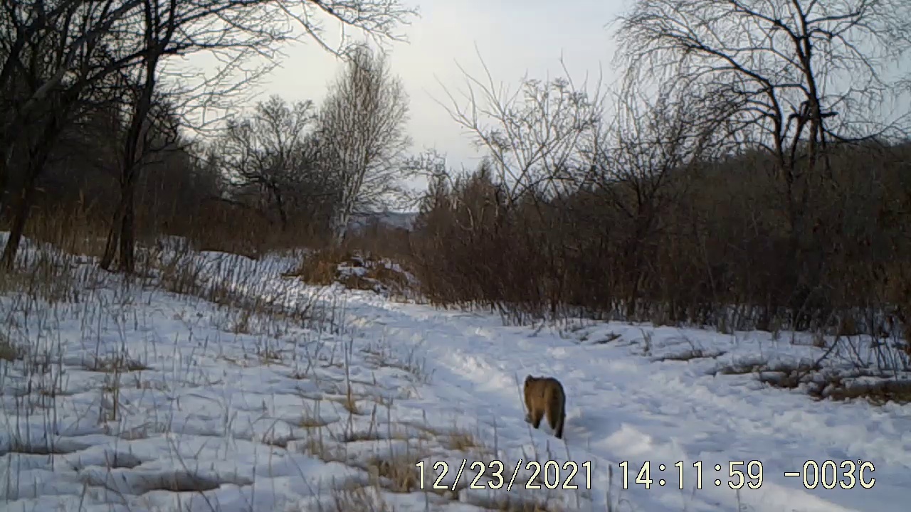 Wildlife Detection Object Detection Dataset By Aman Gupta