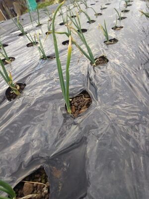 Custom Workflow Object Detection Object Detection Dataset by project-sfbha