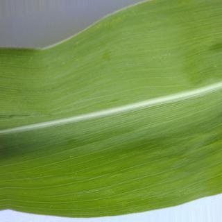 Corn Leaf Disease Object Detection Model (v1, 2025-05-09 9:49pm) by CornLeafDetection