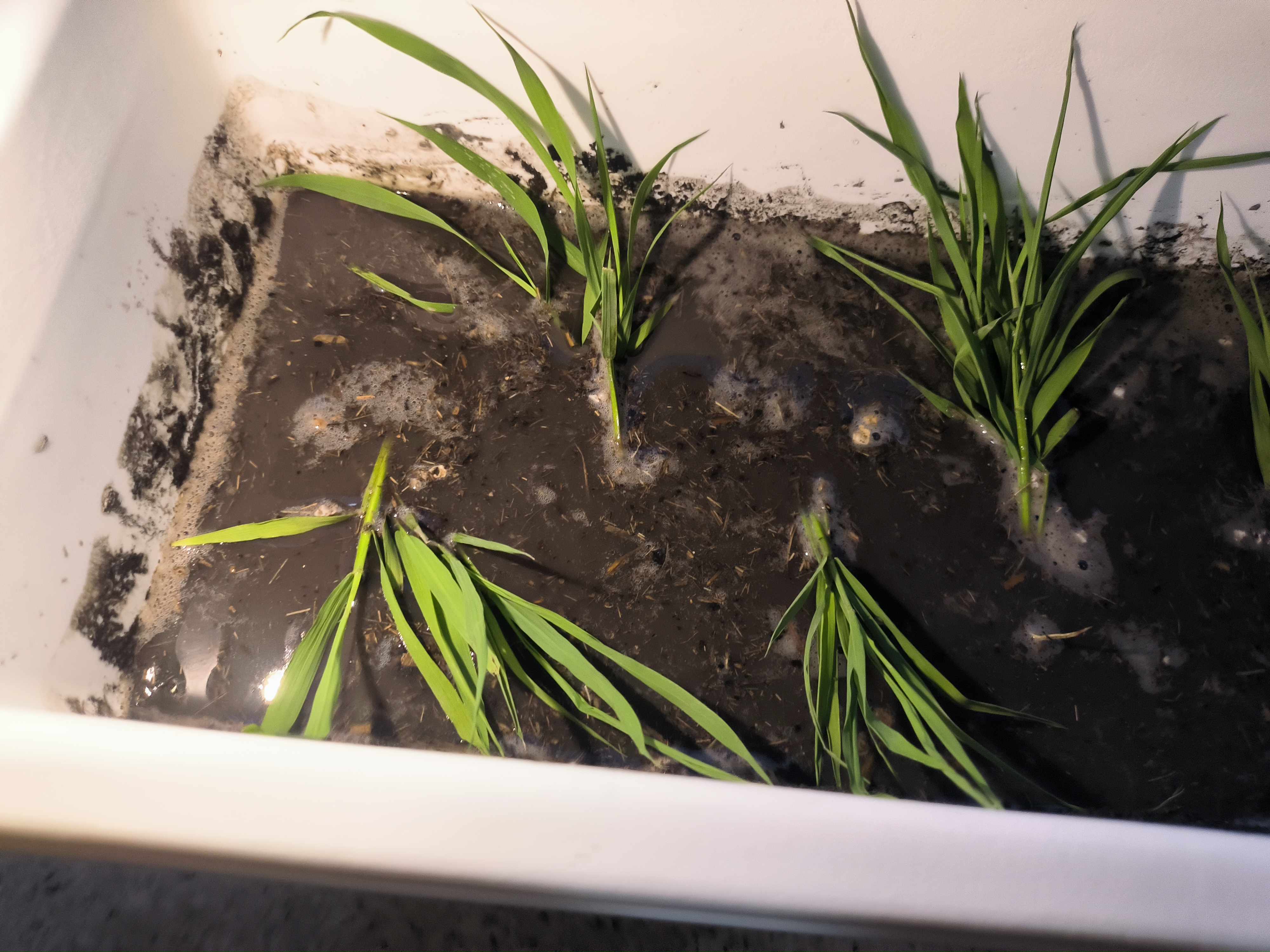 Rice Detection Object Detection Model By Project Mz3xd