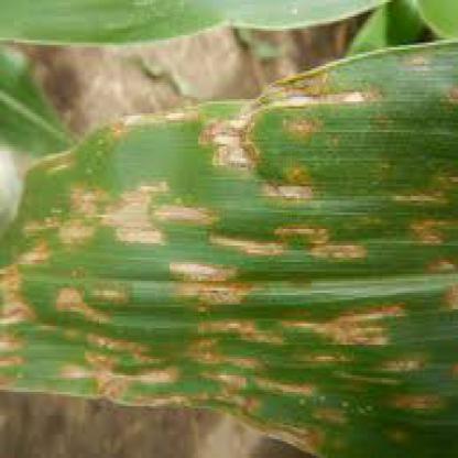 Corn Diseases Object Detection Dataset by Corn Disease 7