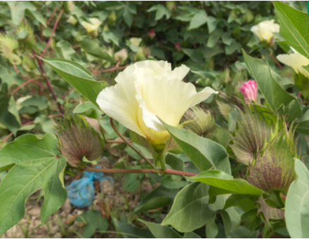 Cotton Segmentation Instance Segmentation Dataset and Pre-Trained Model by P Project