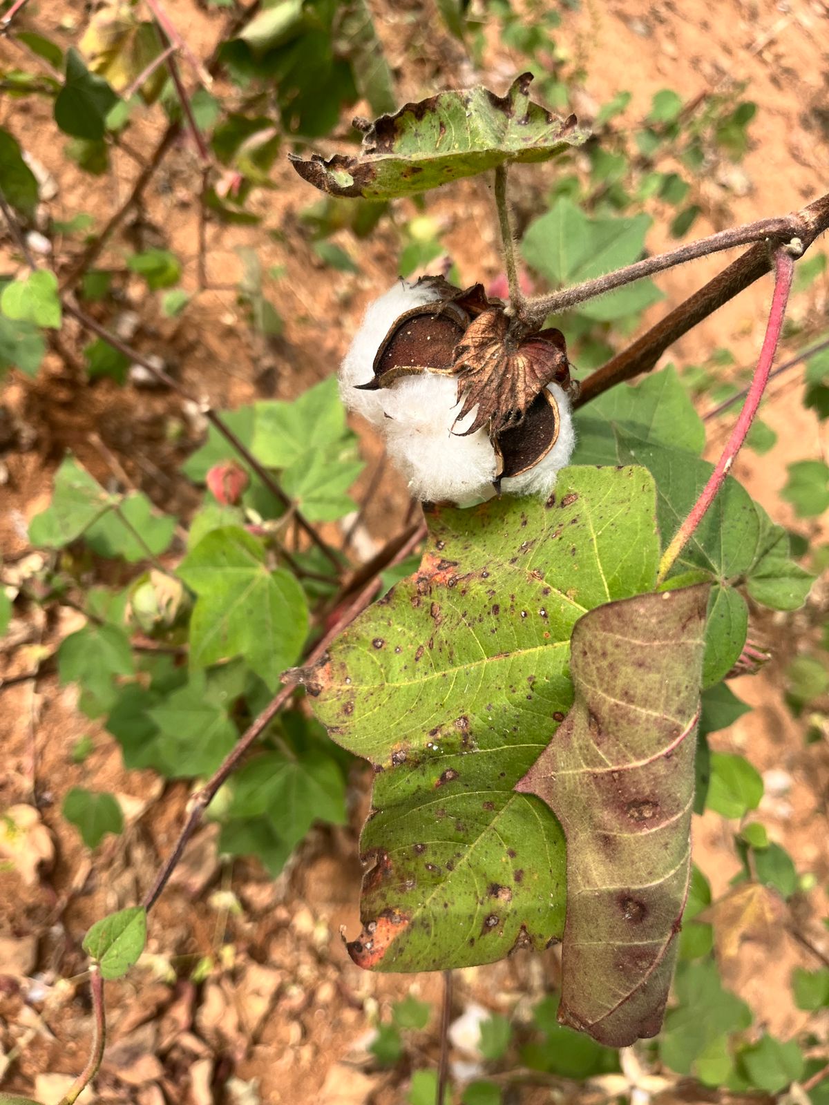 Seg Object Detection Model By P Project