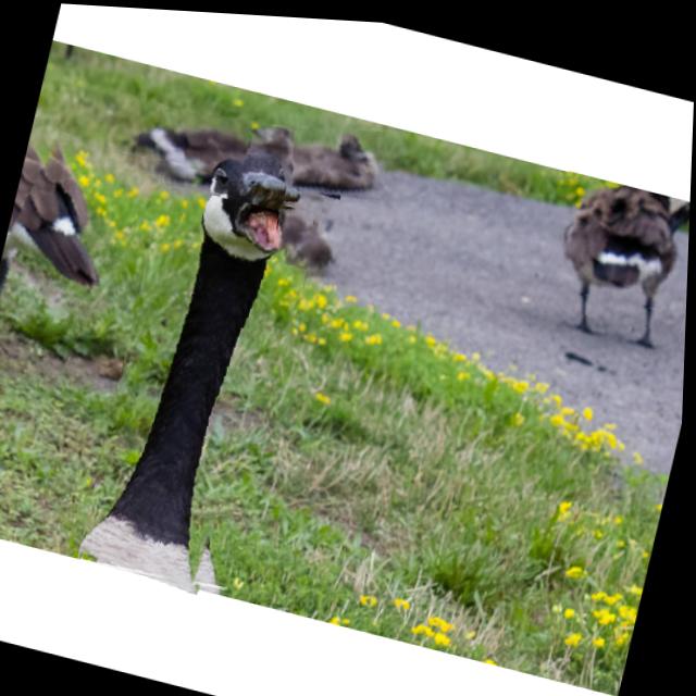 Goose Dataset Object Detection Model by Counting Geese