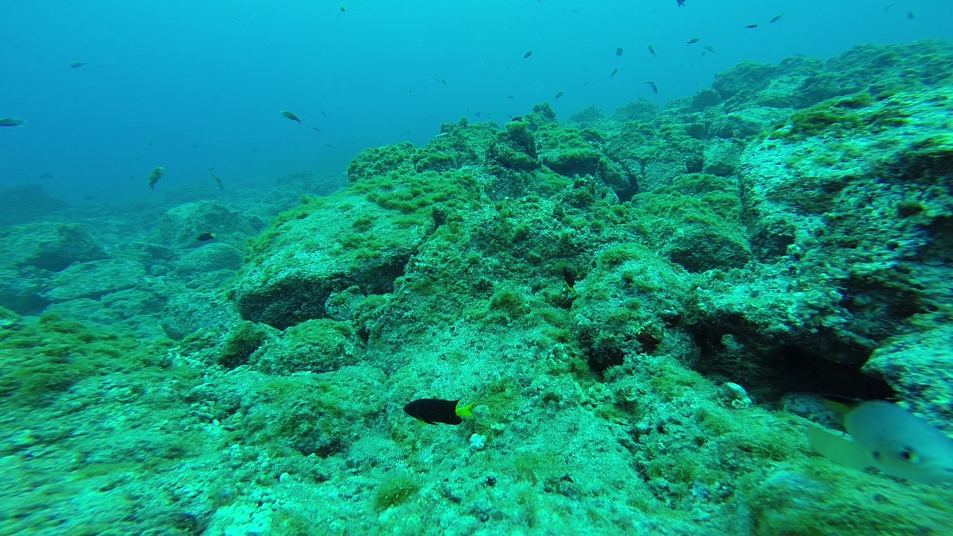 DeepFish Instance Segmentation Dataset by ProjetoBolsa