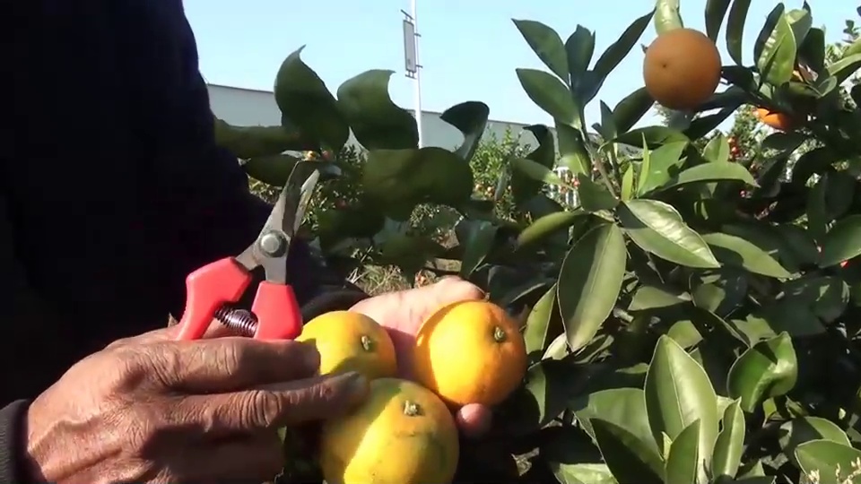 Yolov5 Seg Instance Segmentation Dataset By Hh