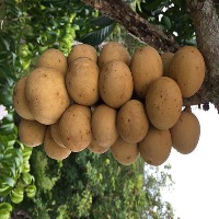 YOLOV8 (yolov8-pyrxt) - Roboflow Universe