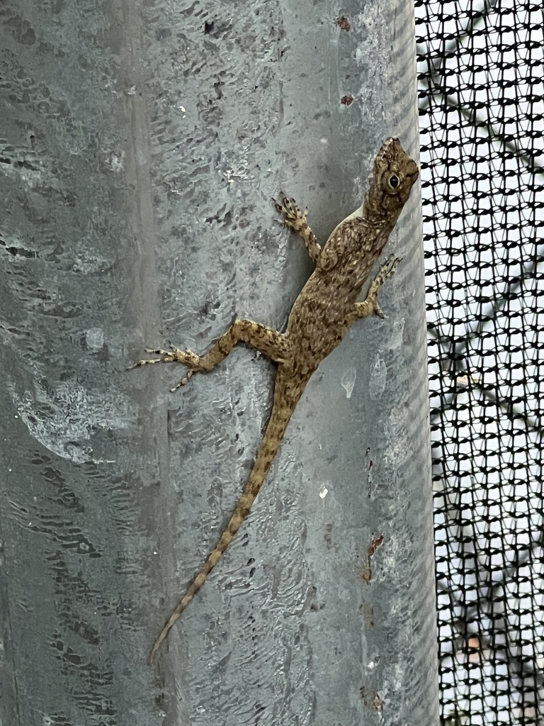 Florida Anole Identifier Object Detection Model by PattonHWorkspace