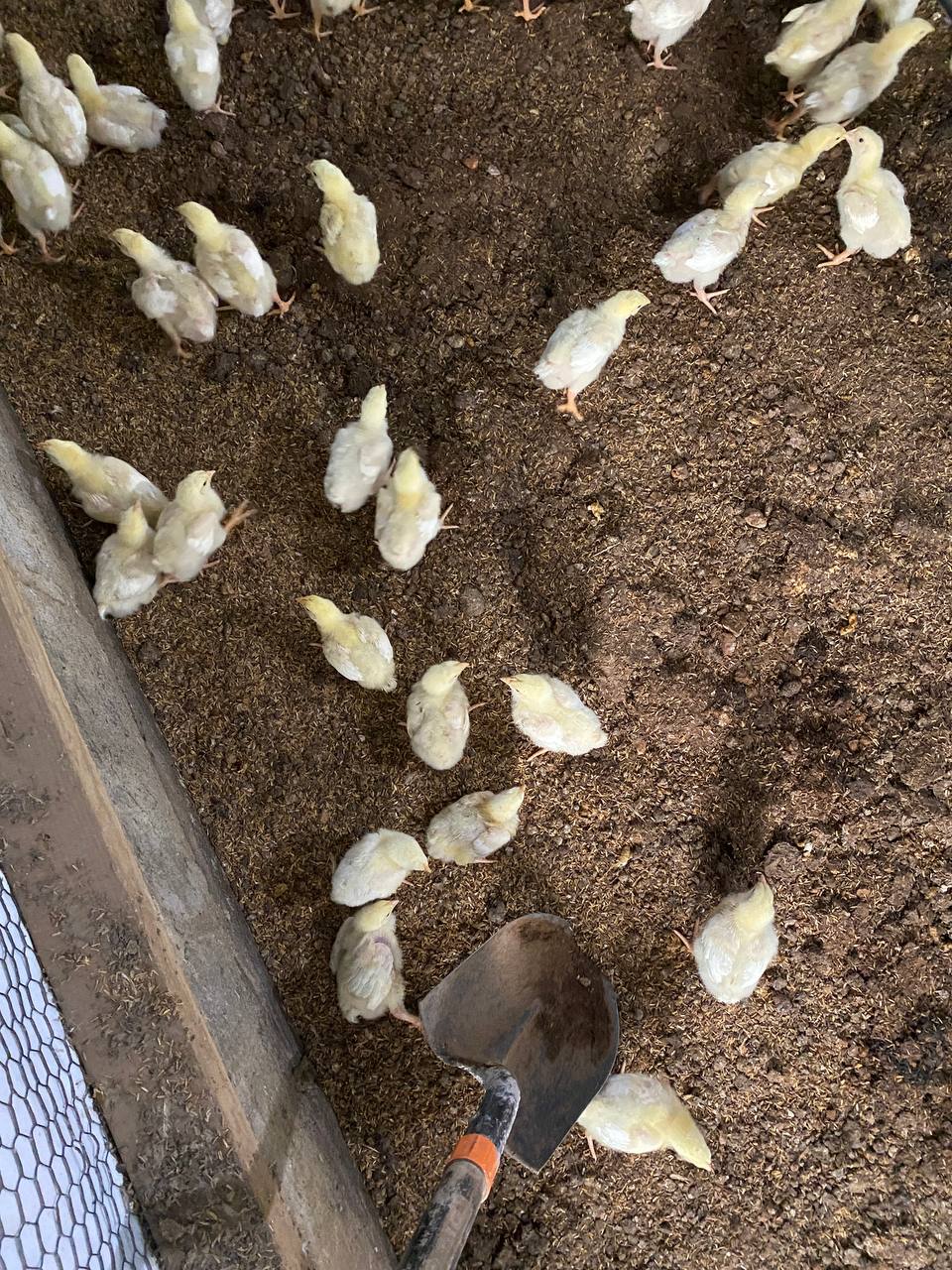 ANMPOLLOS Object Detection Model by UNITEC