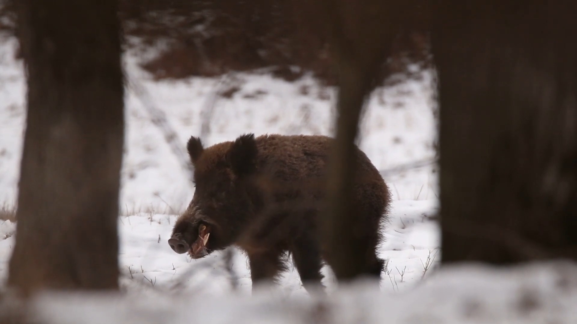 Wild Animals Object Detection Model by Vadfelismers