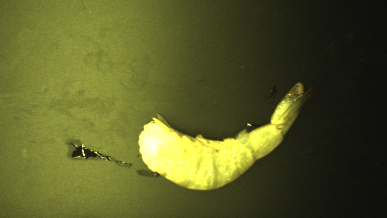 Shrimp Detection Object Detection Dataset By Sidhant Acharya