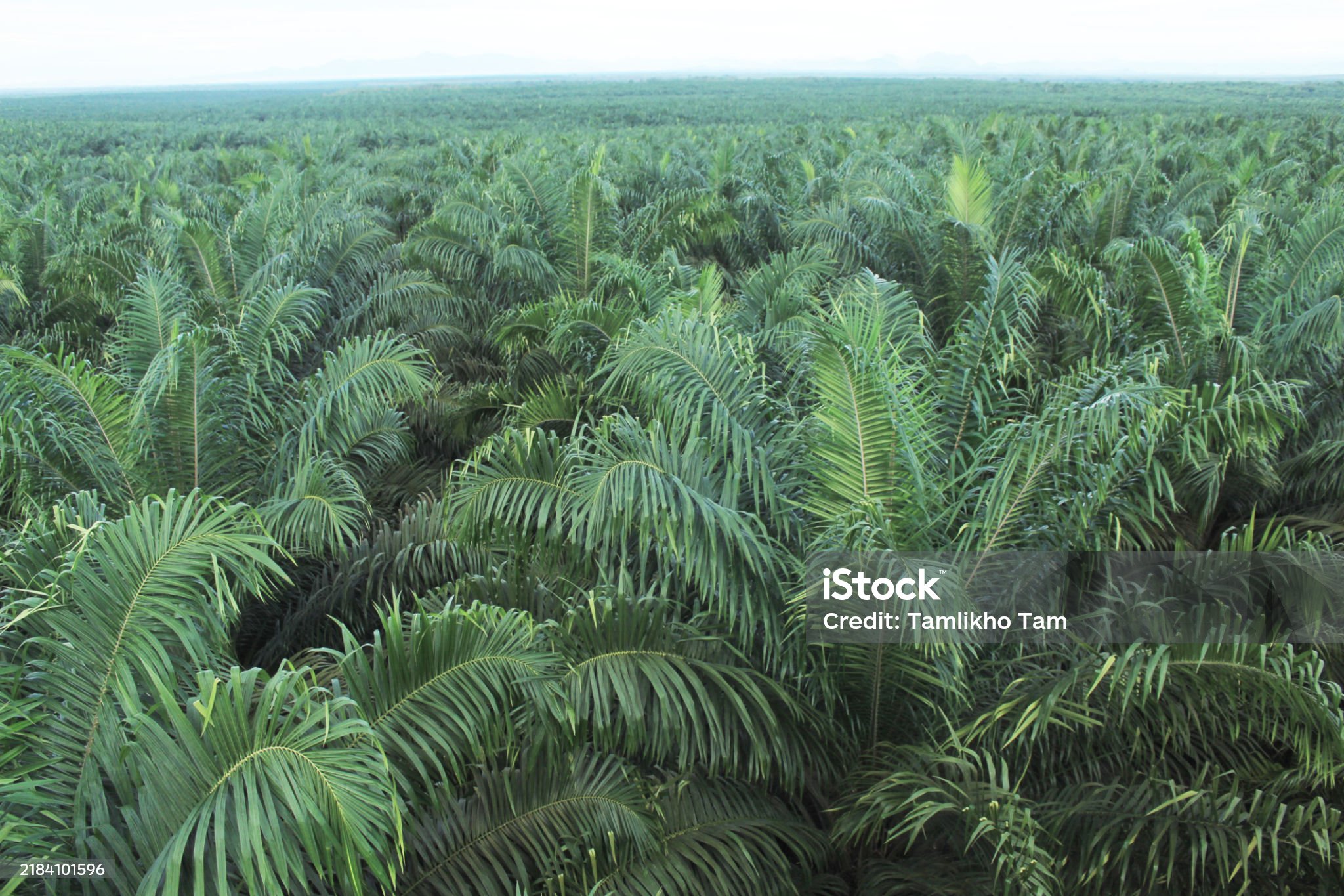 Second Palm Object Detection Model by Tri Cahyo Utomo