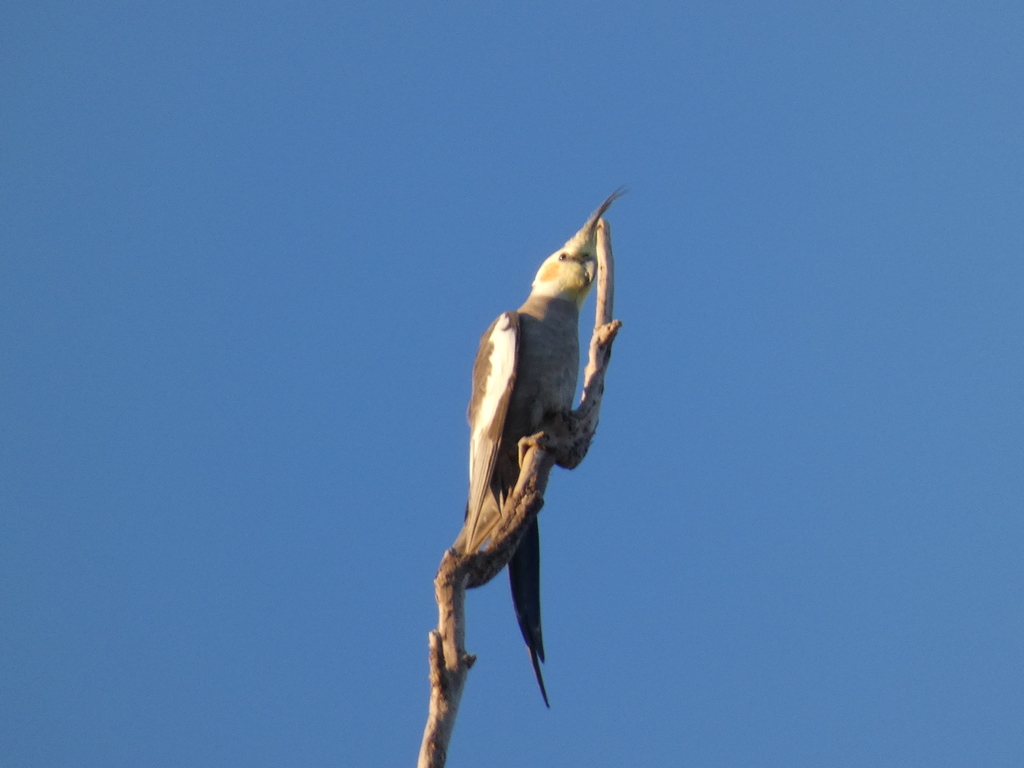 How To Use The Android Object Detection Api