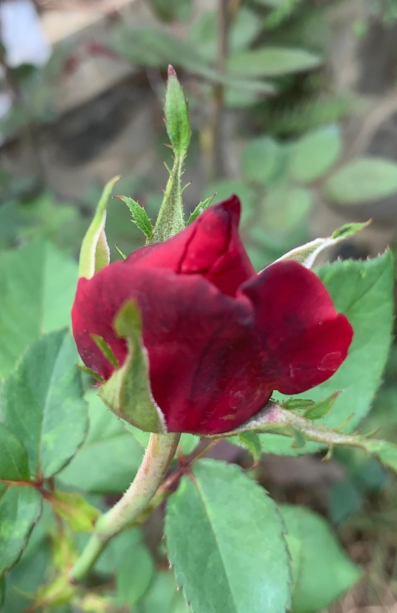 Data Set Instance Segmentation Model by sonya