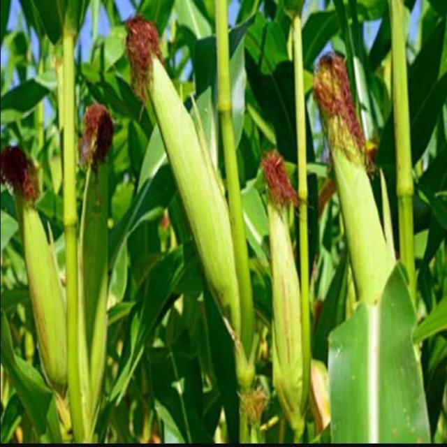 Solo Maiz Object Detection Dataset by SpidaOcampo