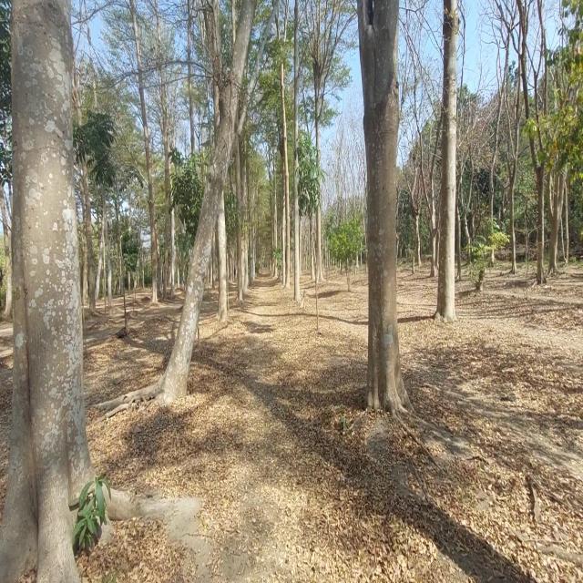 Forest Instance Segmentation Model by NRSL