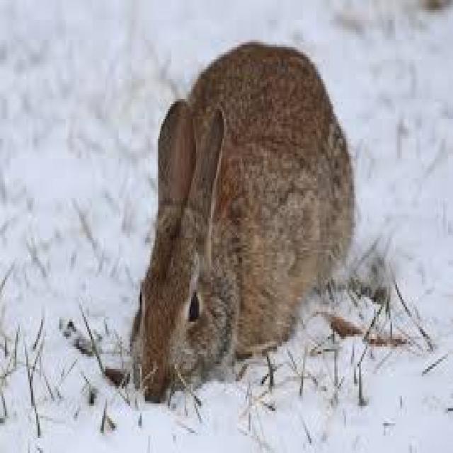 Rabbit Object Detection Object Detection Dataset and Pre-Trained Model ...