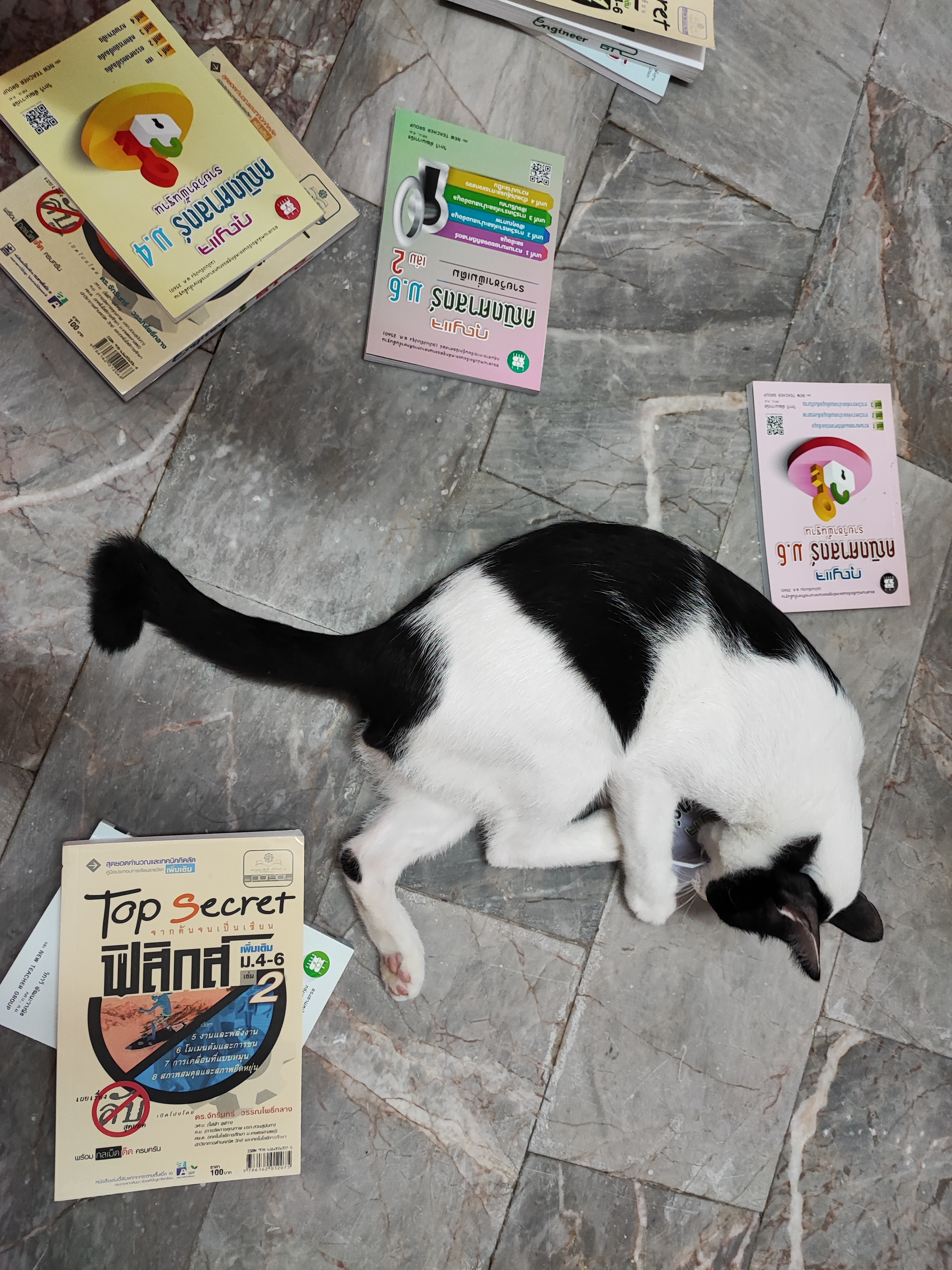 Cat-detection Object Detection Dataset and Pre-Trained Model by ...