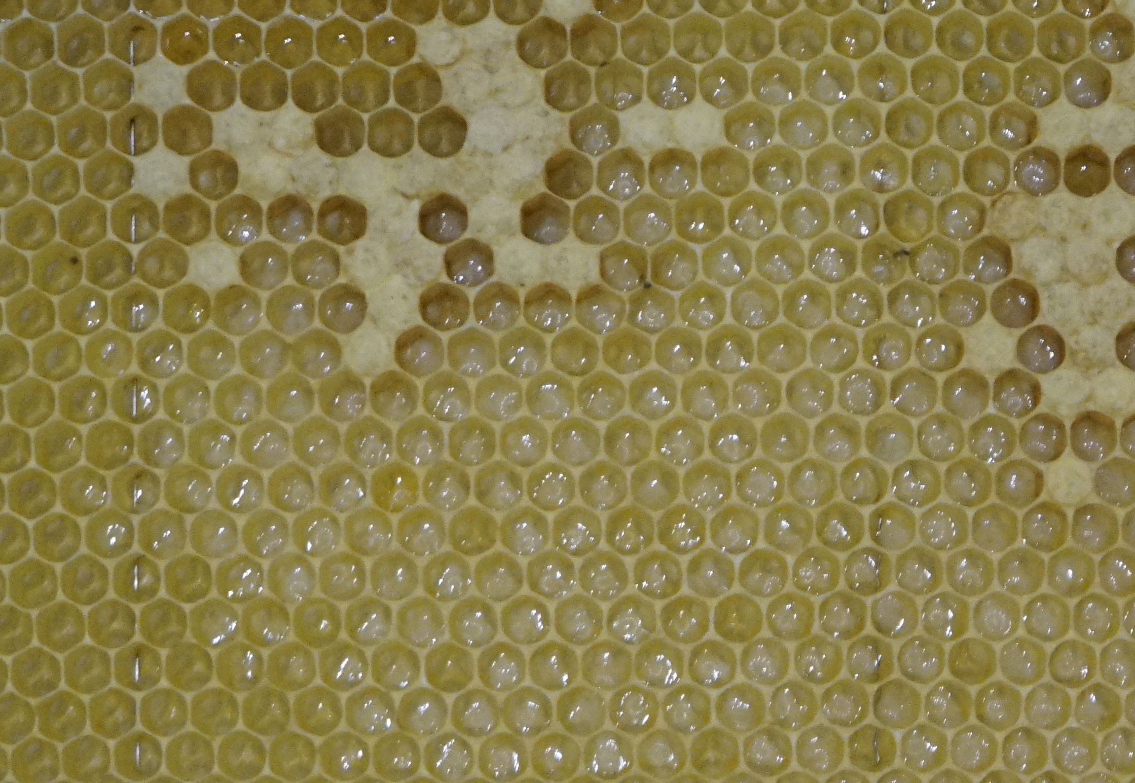 Bees (bees-nasbu) - Roboflow Universe