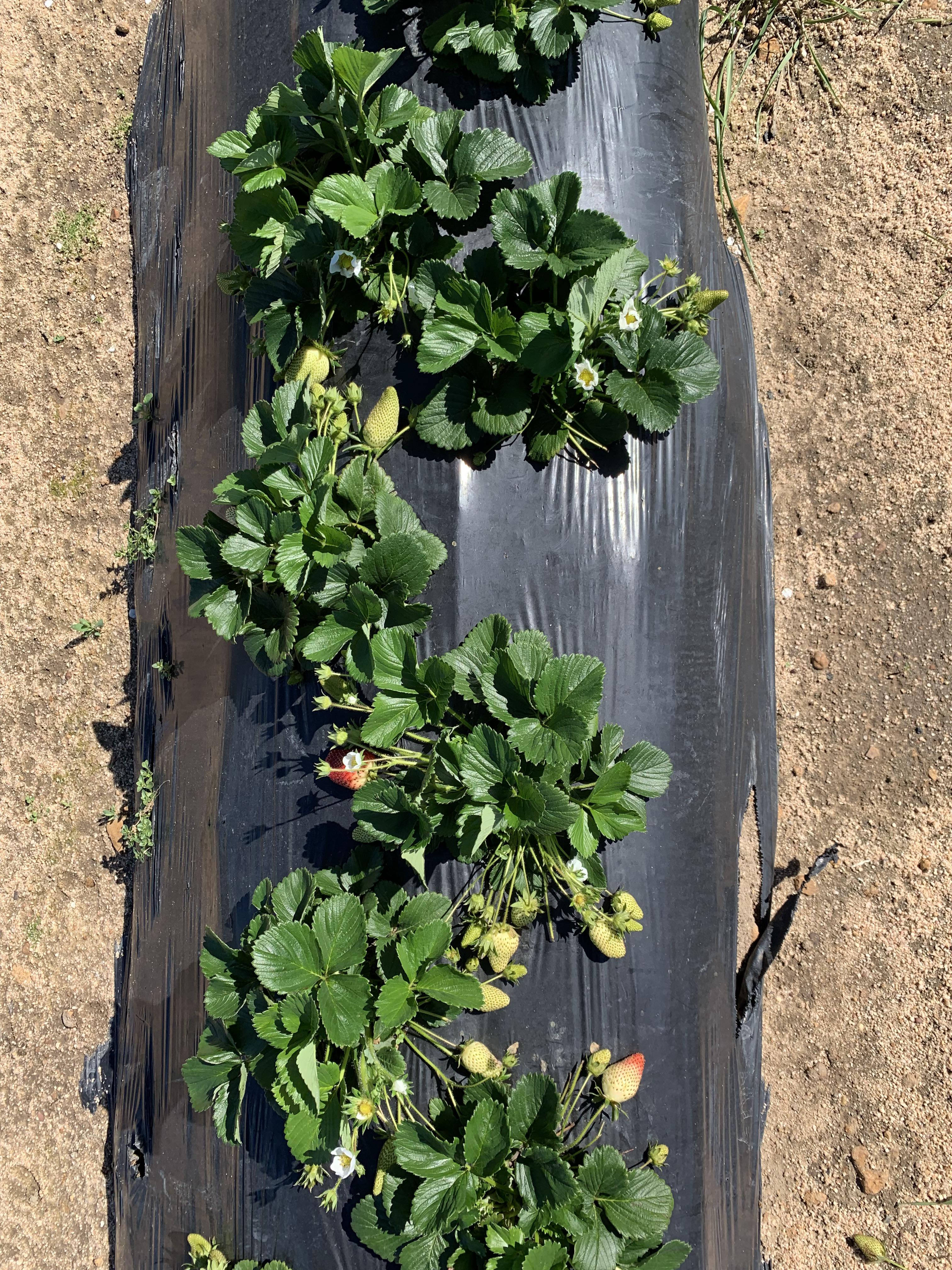 strawberry identification Semantic Segmentation Model by ...
