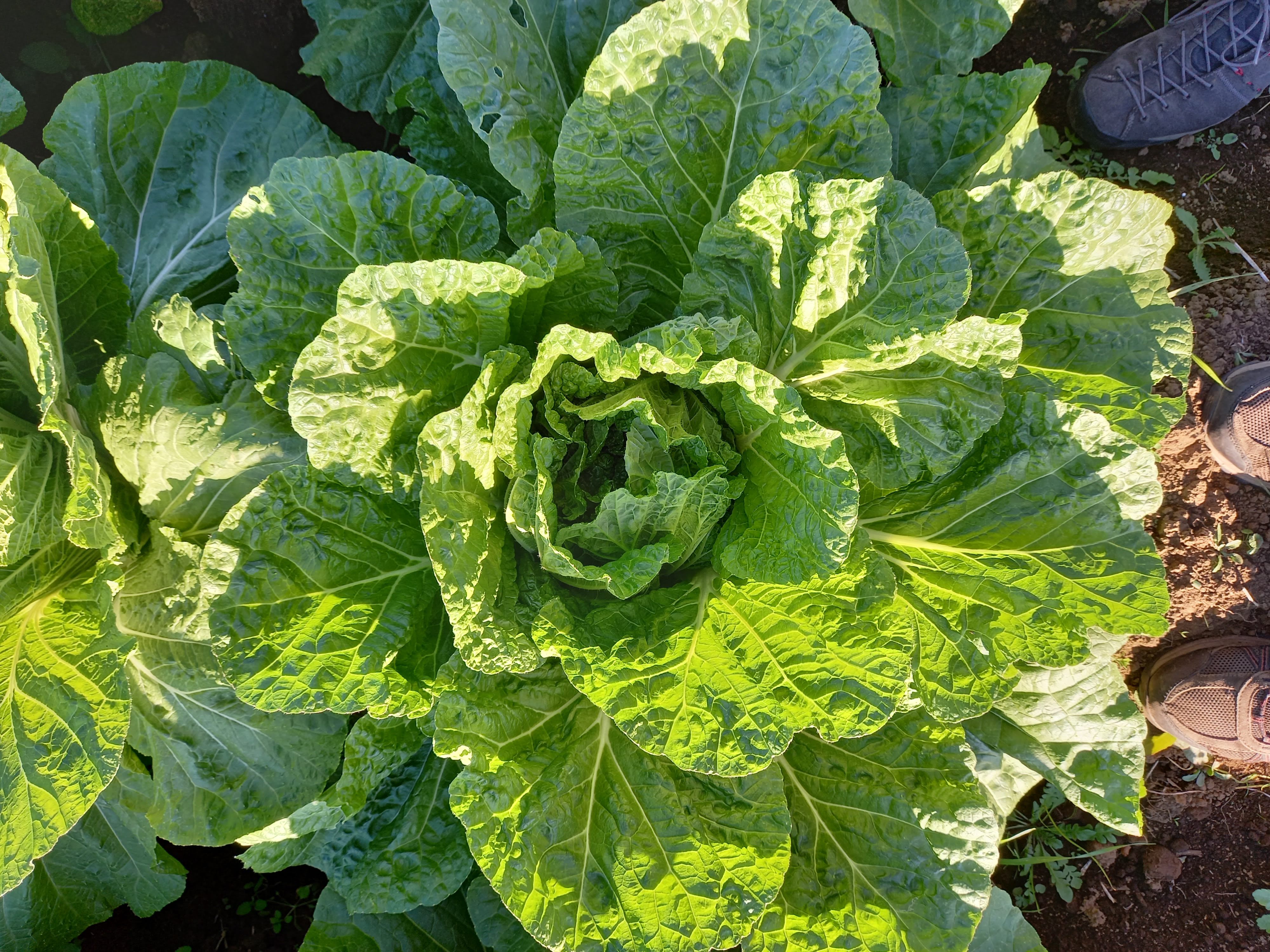 chinese_cabbage Object Detection Dataset by Andres