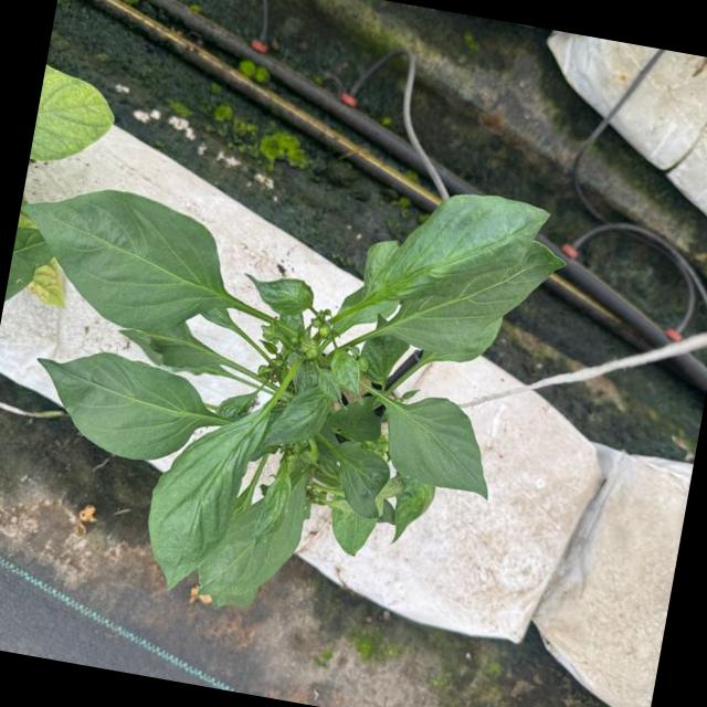 capsicum_model Instance Segmentation Dataset and Pre-Trained Model by Sandeep