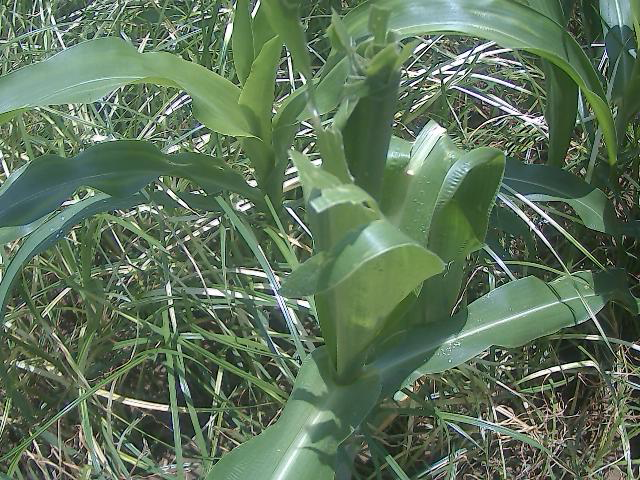Maize Leaf Disease Detection Object Detection Dataset and Pre-Trained Model by saikiran