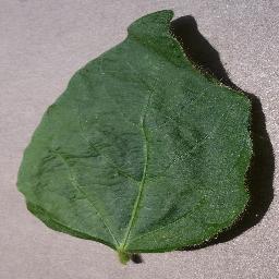 Plant Identification Classification Dataset by plant identification