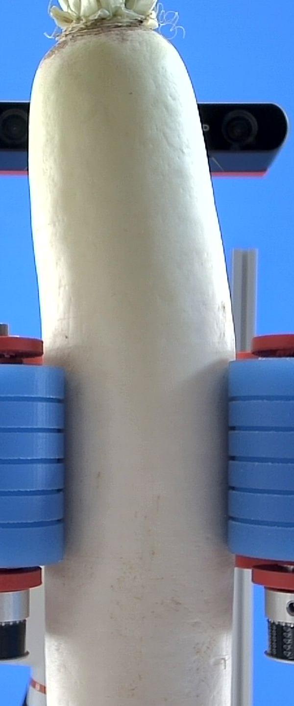 radish segment Instance Segmentation Dataset by Dushan Puhulwellage