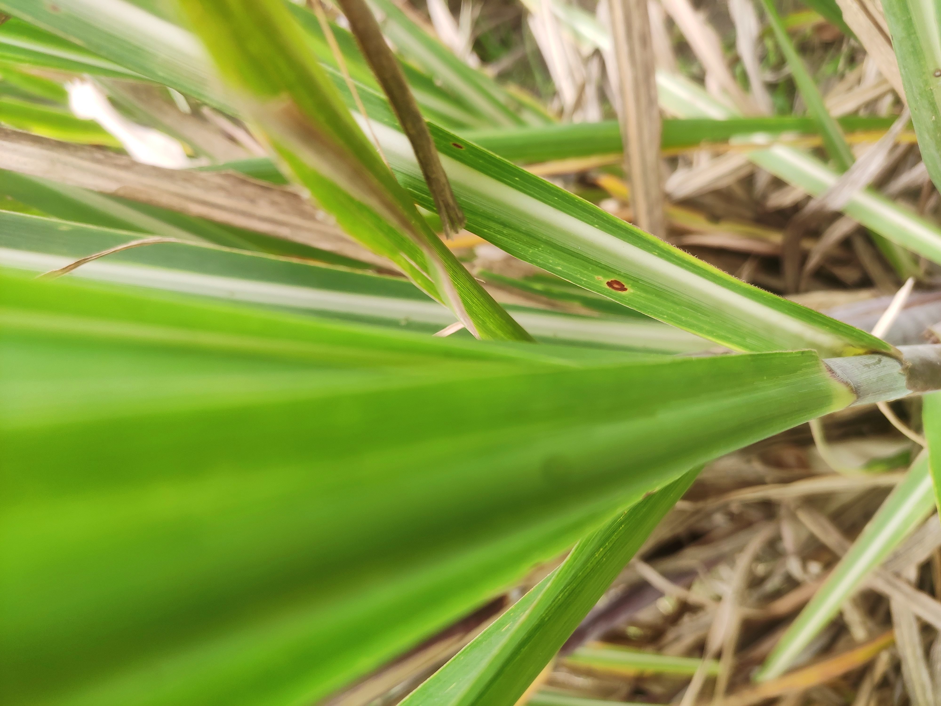 Sugarcane Ringspot Object Detection Dataset And Pre Trained Model By Sugarcane Rs