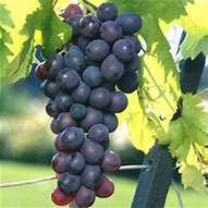 Grape Disease Detection Instance Segmentation Dataset and Pre-Trained Model by Plant Detection