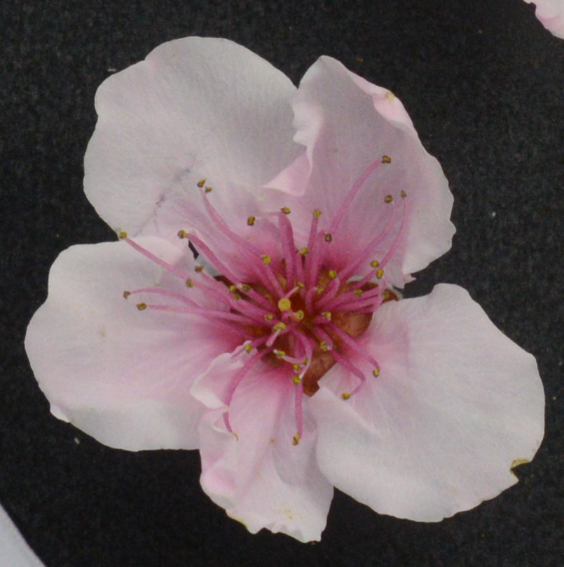 Flores Object Detection Dataset and Pre-Trained Model by Flores