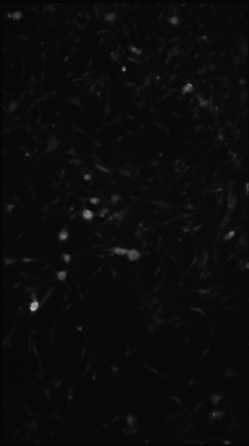 Prj Dataset Object Detection Dataset By Imperial Msc Project