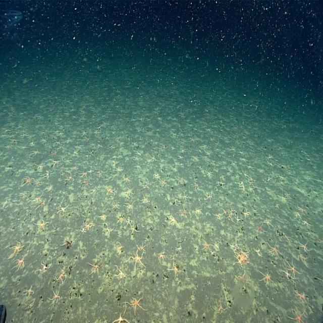 Underwater Object Detection Dataset by Srov