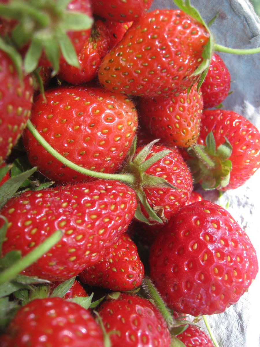 strawberry_custom Object Detection Model by AramKim